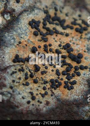 (Porpidia thomsonii) Fungi Stock Photo - Alamy