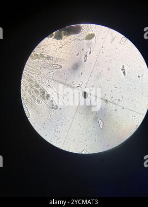 (Podospora anserina) Fungi Stock Photo - Alamy