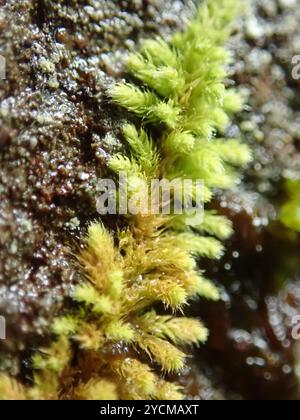 Bolander's claopodium moss (Claopodium bolanderi Stock Photo - Alamy