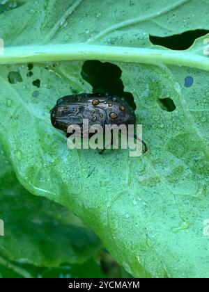 Oriental Flower Beetle (Protaetia orientalis) Insecta Stock Photo - Alamy