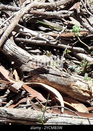 Wingless Grasshopper (Phaulacridium vittatum), Insecta, Lake Sorell ...