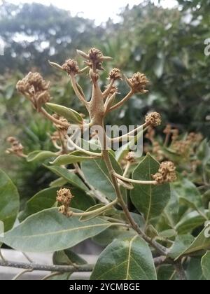 Spanish elm (Cordia alliodora) Plantae Stock Photo - Alamy