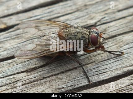 (Phaonia valida) Insecta Stock Photo - Alamy