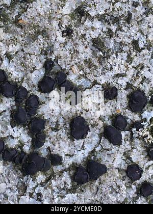 Grain-spored lichens (Sarcogyne) Fungi Stock Photo - Alamy