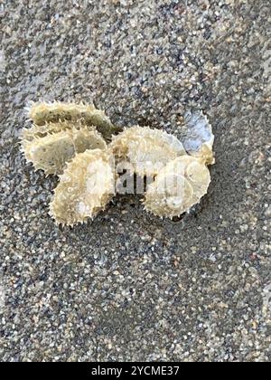 Channeled Basket Snail (Caesia fossata) Mollusca Stock Photo - Alamy