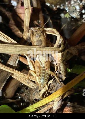Lesser Short-winged Mole Cricket (Neoscapteriscus abbreviatus) Insecta ...