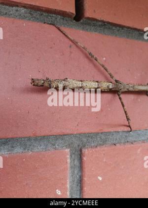 New Zealand Giant Stick Insect (Argosarchus horridus Stock Photo - Alamy