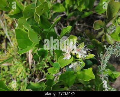 indian caper (Capparis sepiaria), Plantae, Porbandar, Porbandar, GJ, IN ...