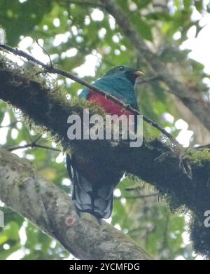 White-tipped Quetzal (Pharomachrus fulgidus), Colombia Stock Photo - Alamy