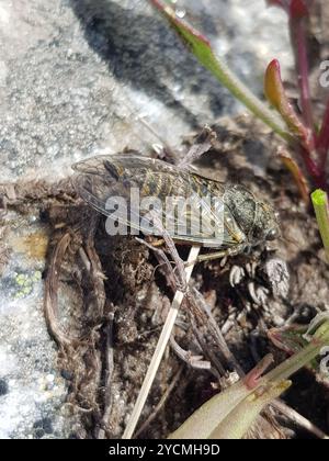 Black Cicadas (Maoricicada) Insecta Stock Photo - Alamy