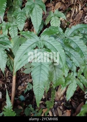 (Tectaria subtriphylla) Plantae Stock Photo - Alamy