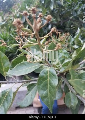 Spanish elm (Cordia alliodora) Plantae Stock Photo - Alamy