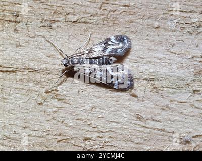 Pond moth (Hygraula nitens), Insecta, Australian Capital Territory, AU ...