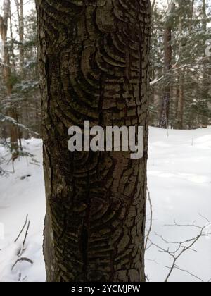 Apple Canker (Neonectria ditissima), Fungi, Kirtland, OH 44094, USA ...