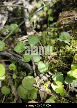 Centella (Centella uniflora) Plantae Stock Photo - Alamy