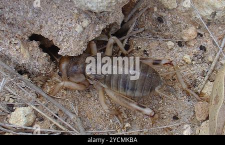 True Crickets (Gryllidae) Insecta Stock Photo - Alamy