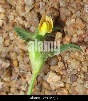 Wild Lucerne (Stylosanthes fruticosa) Plantae Stock Photo - Alamy