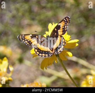 California Patch (Chlosyne californica) Insecta Stock Photo - Alamy