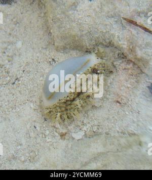 Gold Ring Cowry (Monetaria annulus) Mollusca Stock Photo - Alamy
