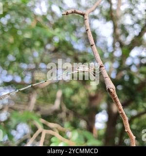 Wandering Ringtail (Austrolestes leda), Insecta, 62 Railway Parade ...