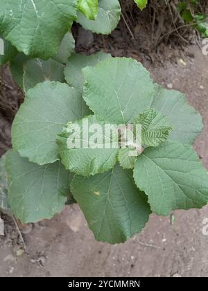 yellow geiger (Cordia lutea) Plantae Stock Photo - Alamy