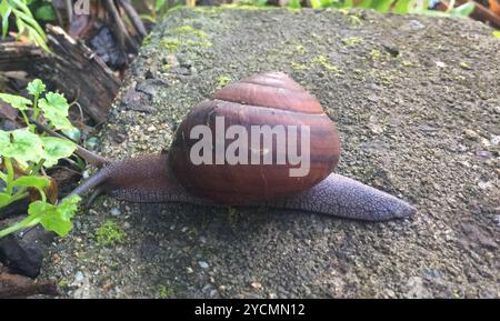 Fraser's Banded Snail (Sphaerospira fraseri Stock Photo - Alamy