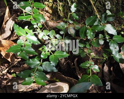 (Damnacanthus indicus), Plantae, 台灣桃園市 Stock Photo - Alamy