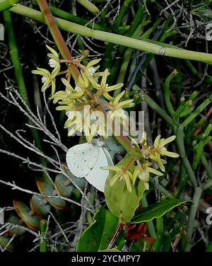 Caustic Vine (Cynanchum viminale) Plantae Stock Photo - Alamy