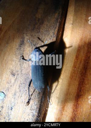 Bearded Weevil (Rhinostomus barbirostris) Insecta Stock Photo - Alamy