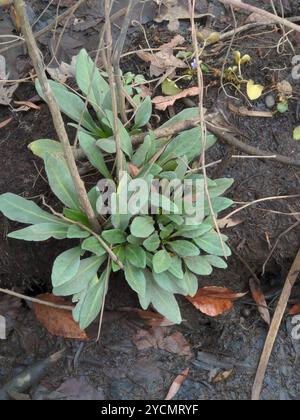 swamp dock (Rumex verticillatus) Plantae Stock Photo - Alamy