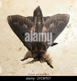 Tolype Moths (Tolype) Insecta Stock Photo - Alamy