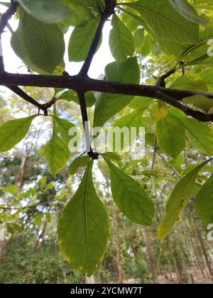 (Randia nicaraguensis) Plantae Stock Photo - Alamy