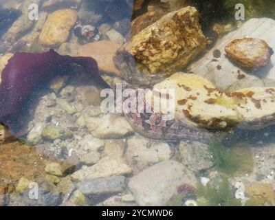 Super Klipfish (Clinus superciliosus) Actinopterygii Stock Photo - Alamy