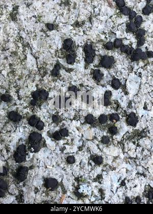 Grain-spored lichens (Sarcogyne) Fungi Stock Photo - Alamy