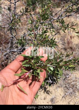 Desert Peach (Prunus andersonii) Plantae Stock Photo - Alamy