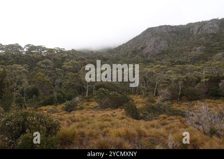Button Grass (Gymnoschoenus sphaerocephalus), Plantae, Wilsons ...