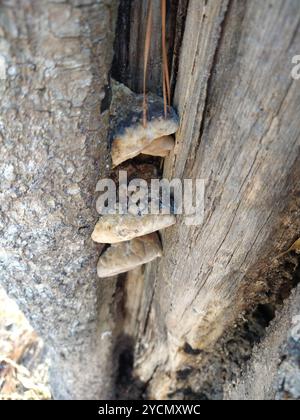 oak bracket (Pseudoinonotus dryadeus) Fungi Stock Photo - Alamy