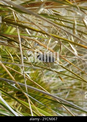 Black Cicadas (Maoricicada) Insecta Stock Photo - Alamy