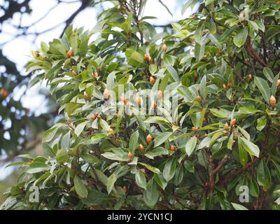 Red Machilus (Machilus thunbergii) Plantae Stock Photo - Alamy
