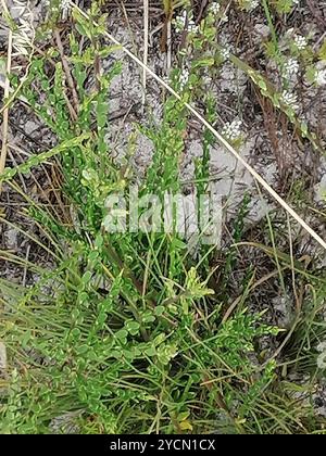 tortoise berry (Muraltia spinosa), Plantae, Mitchells Plain, Cape Town ...