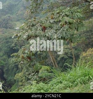 trumpet-tree (Cecropia obtusifolia) Plantae Stock Photo - Alamy