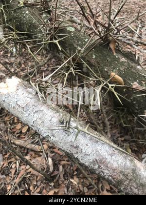 Water locust (Gleditsia aquatica), Plantae, Lacombe, LA 70445, USA ...