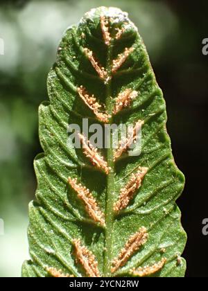 Vegetable Fern (Diplazium esculentum) Plantae Stock Photo - Alamy