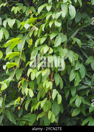 Gac (Momordica cochinchinensis) Plantae Stock Photo - Alamy