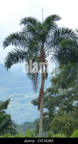 Royal Palm (Roystonea regia) Plantae Stock Photo - Alamy