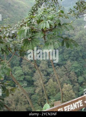 trumpet-tree (Cecropia obtusifolia) Plantae Stock Photo - Alamy