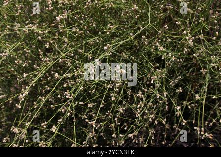 threadleaf chaff flower (Alternanthera filifolia) Plantae Stock Photo ...