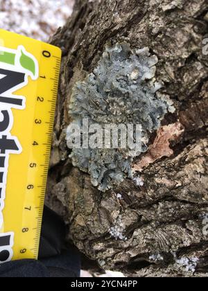 Rough speckled shield lichen Punctelia rudecta with blue-green foliose ...
