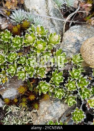 Turf-mat daisy (Raoulia subsericea) Plantae Stock Photo - Alamy