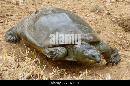 Sri Lankan Flapshell Turtle (Lissemys ceylonensis) Reptilia Stock Photo ...